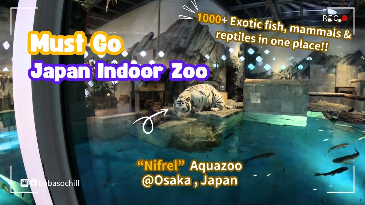 White Tiger in indoor Zoo, Nifrel, Must go Japan zoo #japan #whitetiger ...