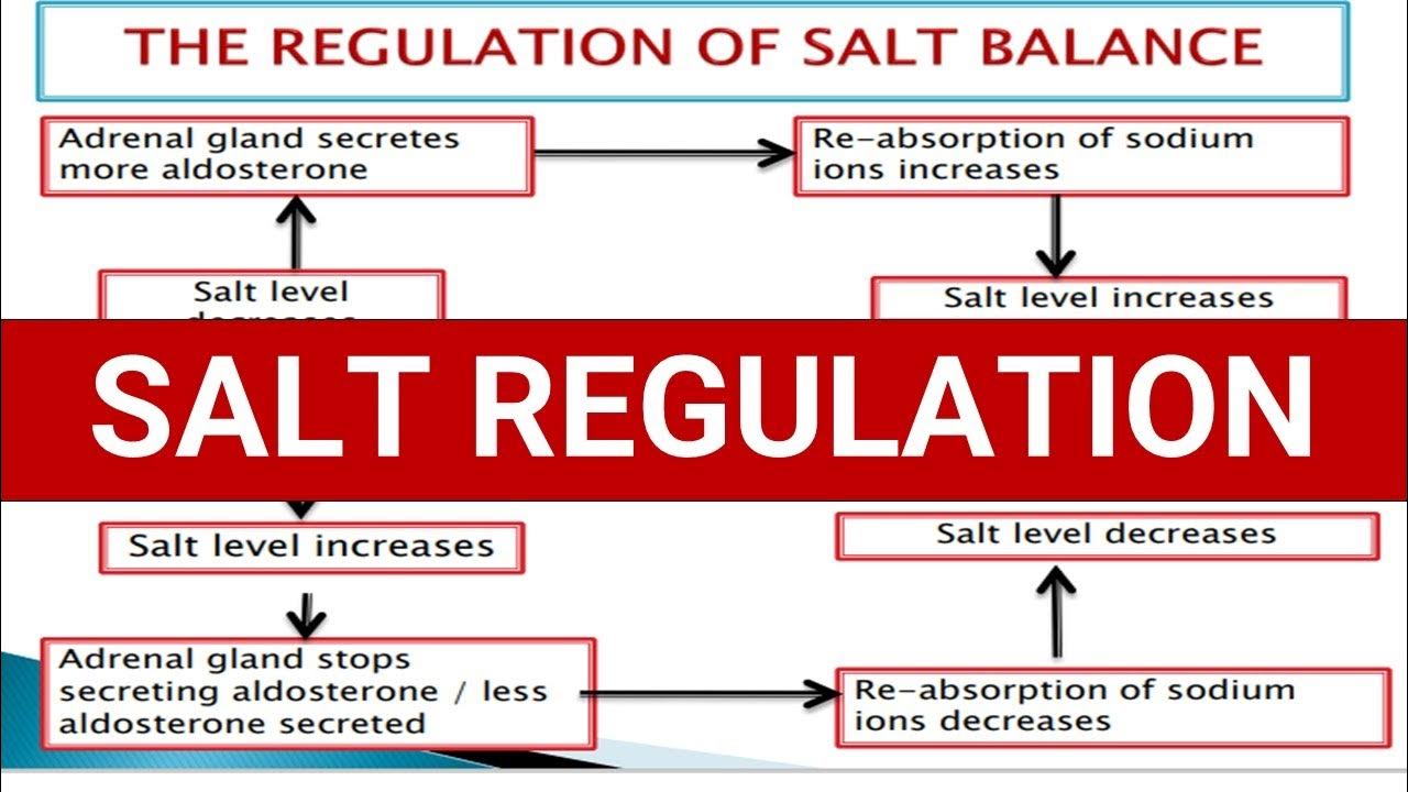 SALT REGULATION IN BLOOD USING ALDOSTERONE: HOMEOSTASIS OF SALT ...
