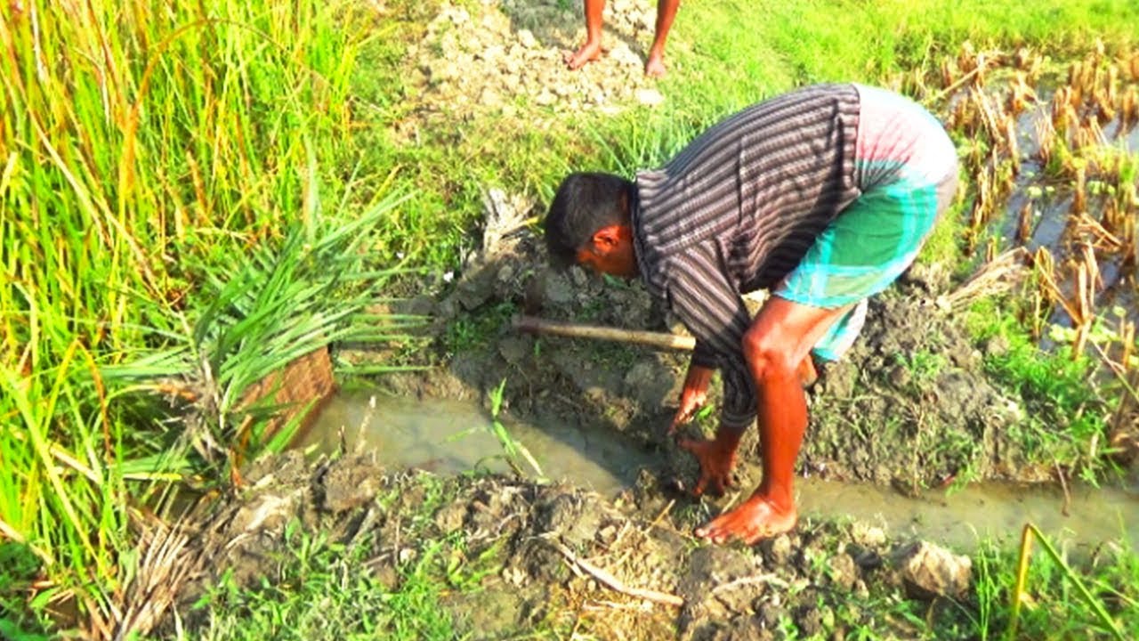 Village Fishing | Amazing Village Traditional Fishing - YouTube