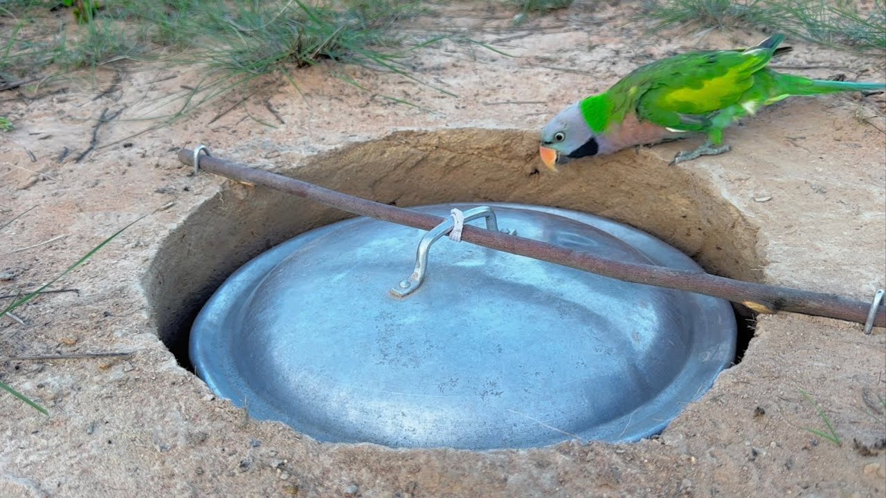 Install Easy New Innovative Parrot Trap Using Simple Tools - YouTube