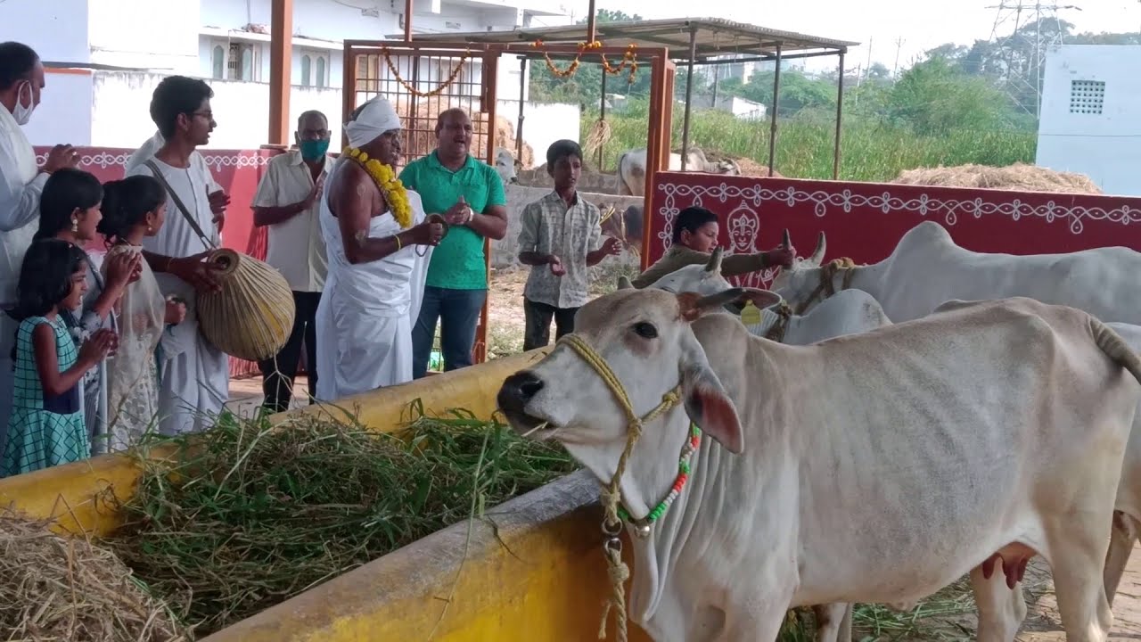 Gaupooja at Sri Krishna Balarama Goushala Gollapudi on the occasion of ...