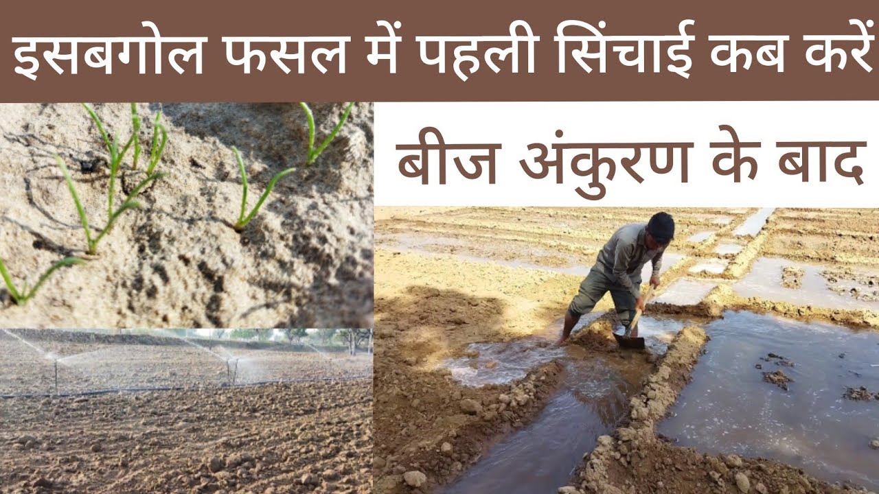 इसबगोल की फसल में अंकुरण के बाद पहली सिंचाई कब करें//First irrigation ...