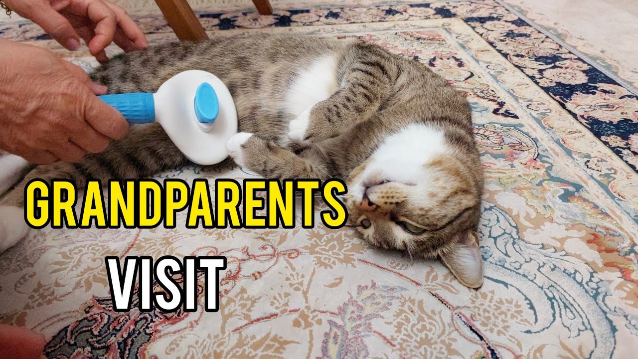 Grandparents Meet King Pirooz 😻 A Day Full of Love, Treats & Cuddles ...