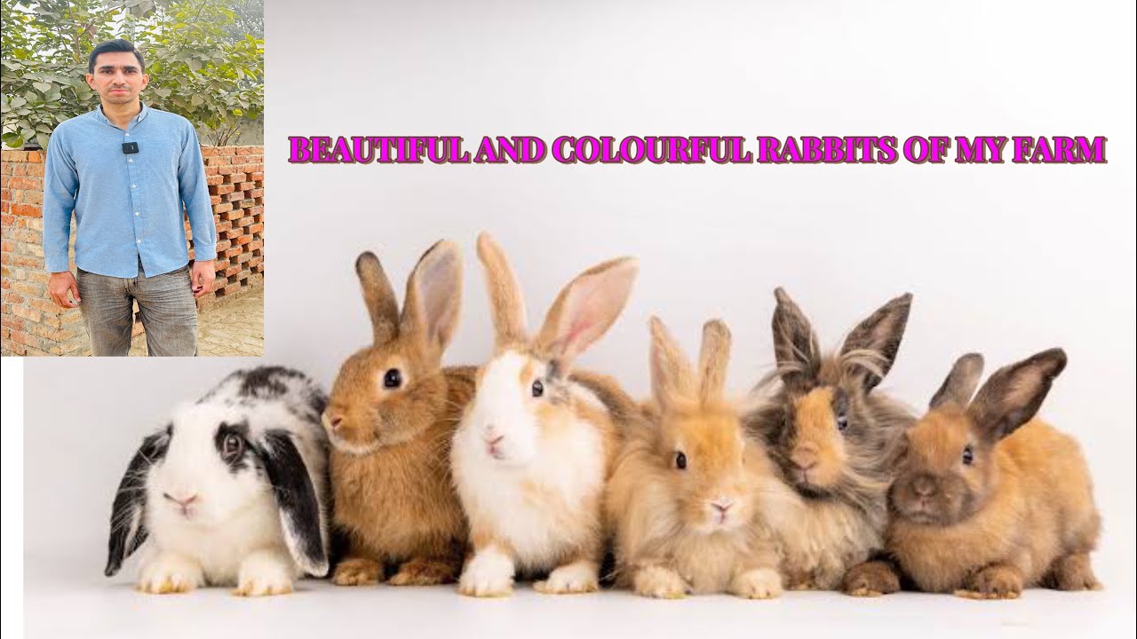 Beautiful and Colourful Rabbits of My Farm #rabbit #animallover # ...