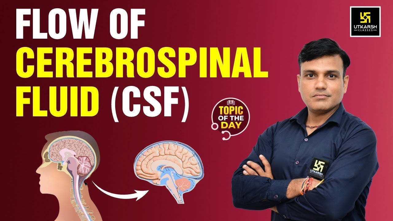 Flow of Cerebrospinal Fluid (CSF) | CSF Circulation | Shailendra Sir ...