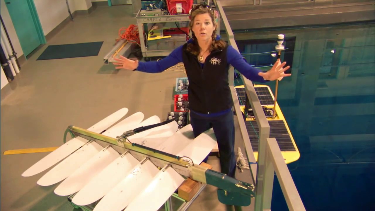 Animal Jam - Dr. Tierney Thys and a waveglider - YouTube