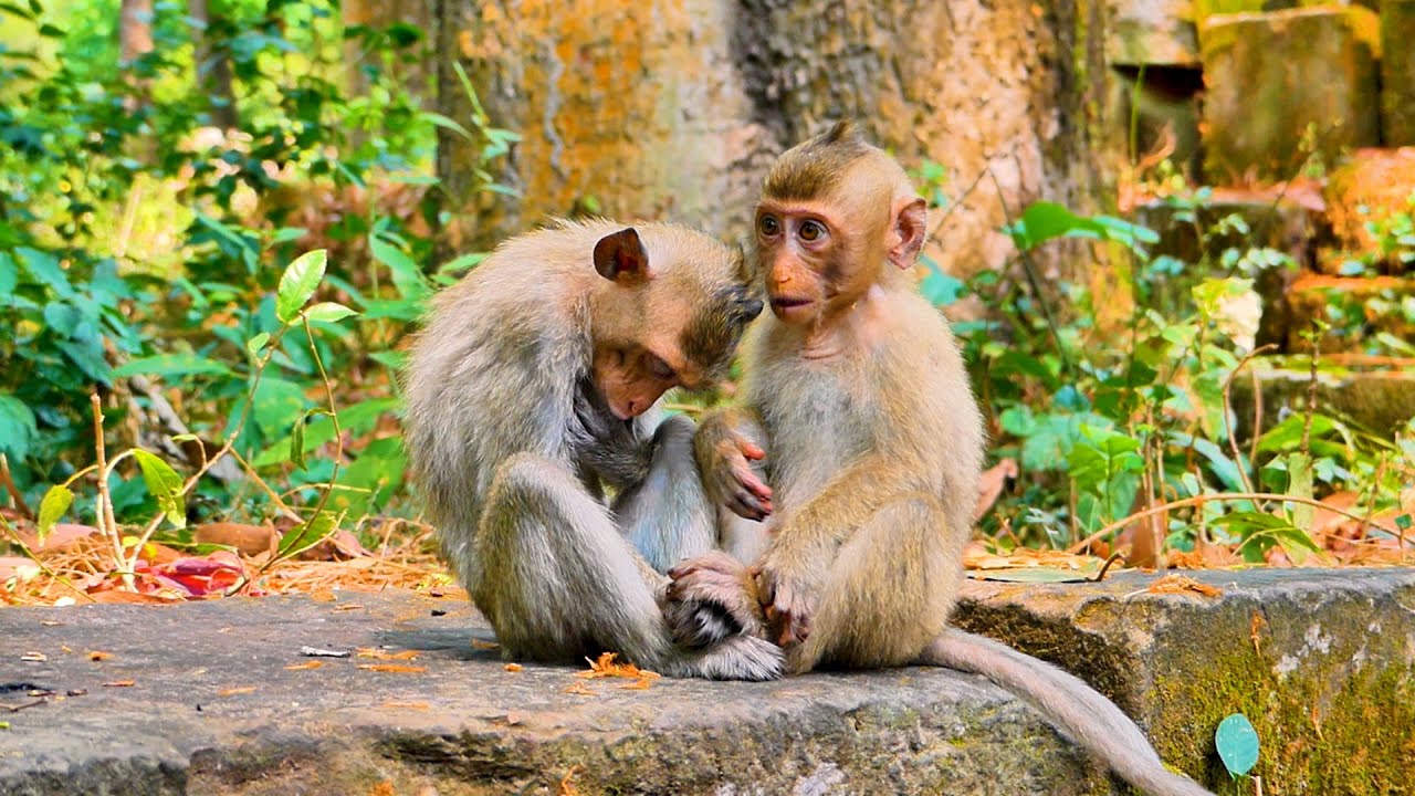OMG! Sleep Well, Monkey Dawn So Sleepy Today Because Of Last Night Can ...