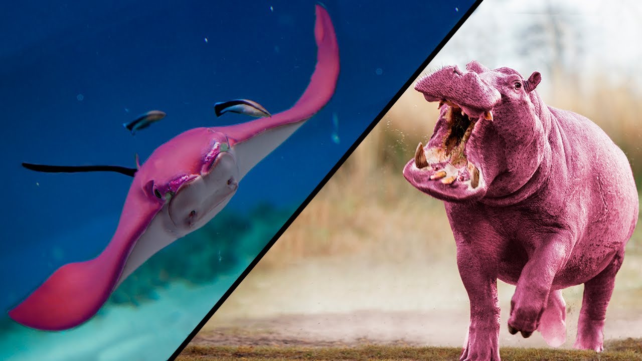 Animales ROSADOS ÚNICOS que no sabías que existían! - YouTube