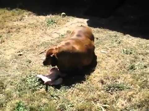The Fattest Wiener Dog I've Ever Seen - YouTube