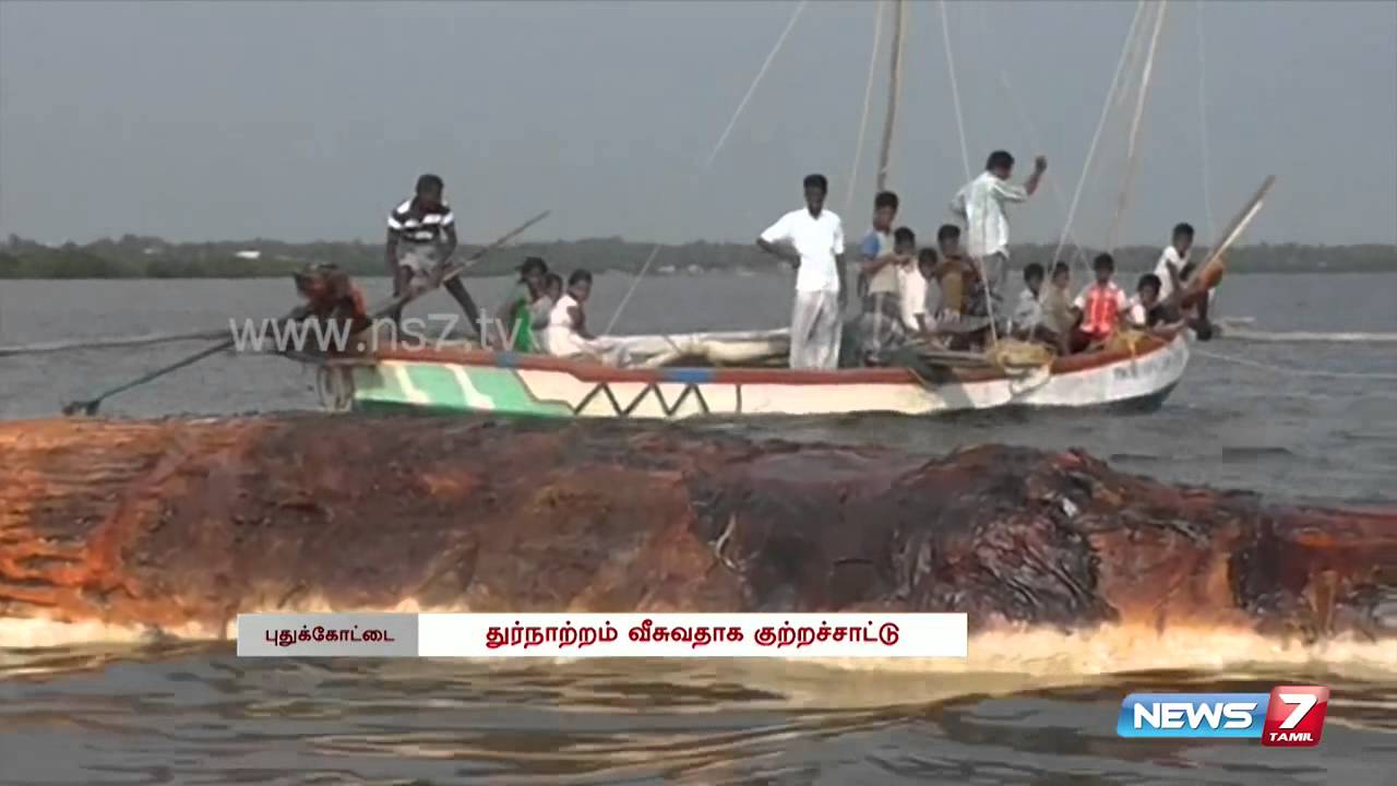 Giant whale fish (thimingalam) in Kattumavadi - YouTube