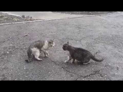 EPIC Cat Fight Between Two Aggressive Cats 2 - YouTube