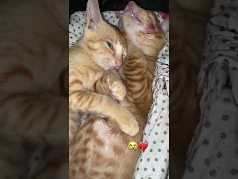 Video Kucing sedih ditinggal saudaranya bikin haru