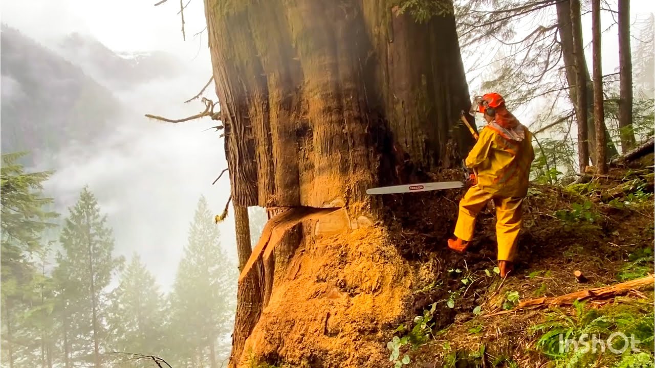 Top 5 Biggest Tree Cuttings In The World Amazing Fastest Skill