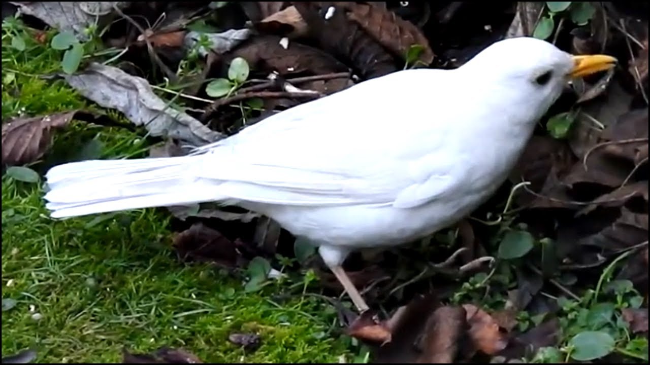 Scarce White Blackbird (Partial Albino or Leucism?) - YouTube