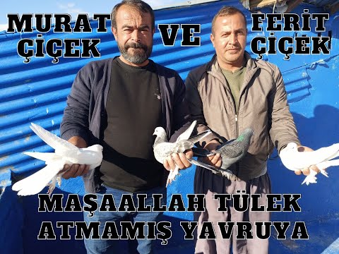 murat çiçek van kuşu tülek atmamış yavru izletti