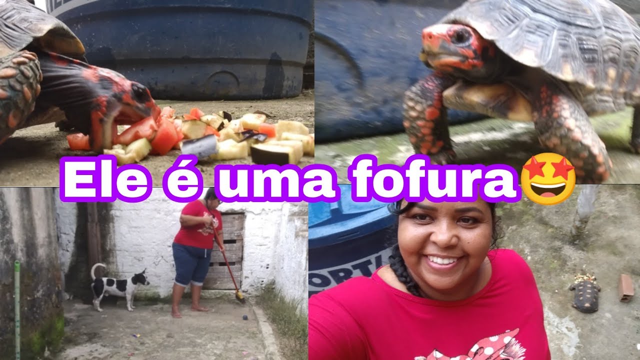 Vem conhecer torugo 😍 + Rotina - YouTube