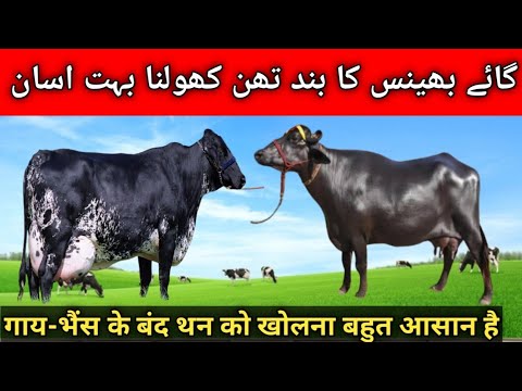 teat obstruction treatment in cow buffalo | teat fibrosis treatment in ...