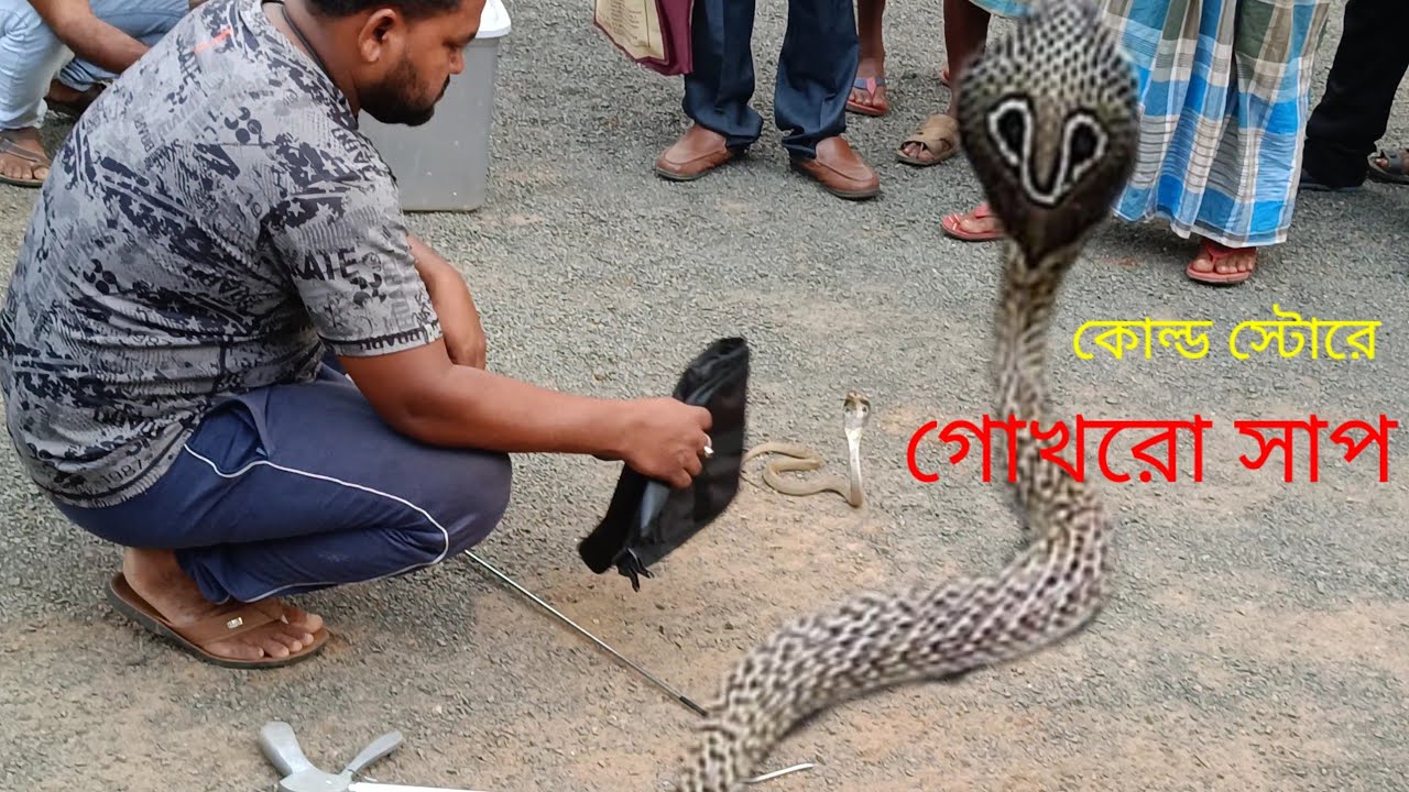 গোখরো সাপ কোল্ড স্টোরেজ ভিতরে ||আহত গোখরো সাপ || indian Gokhro snake 🐍🐍 ...