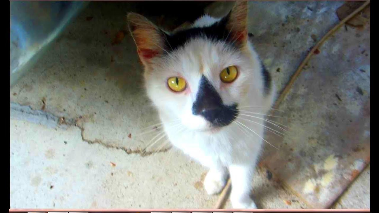 'Missy' the CAT - YouTube