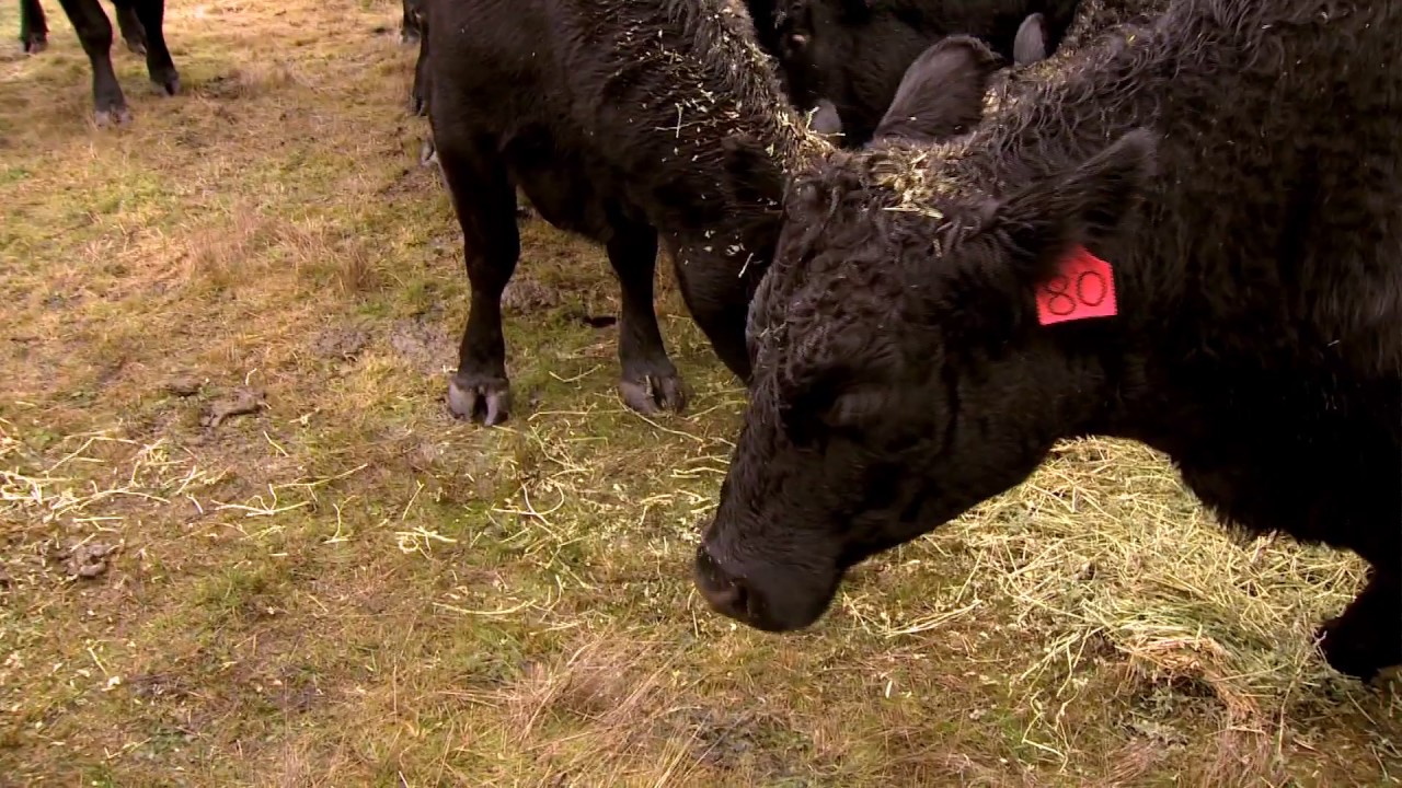 Seattle's Crowd Cow brings cow sharing to the internet - YouTube