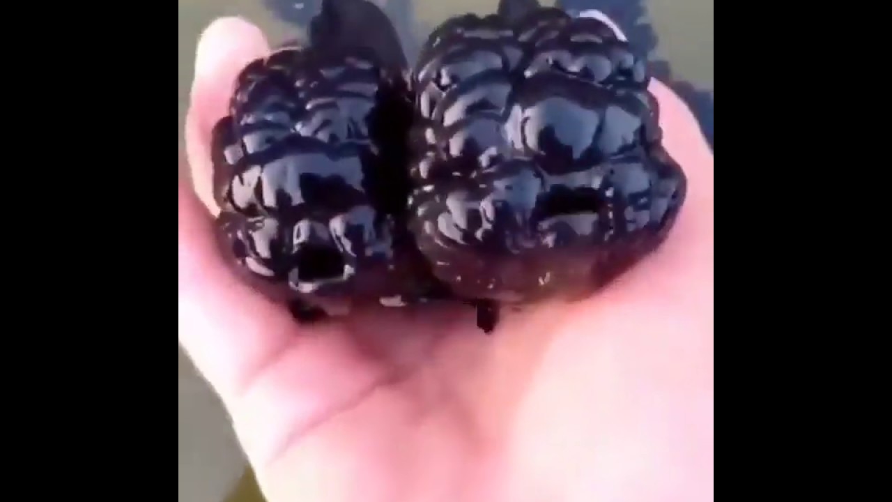 🍇Meet the Black Oranda, also known as the Blackberry Goldfish! - YouTube