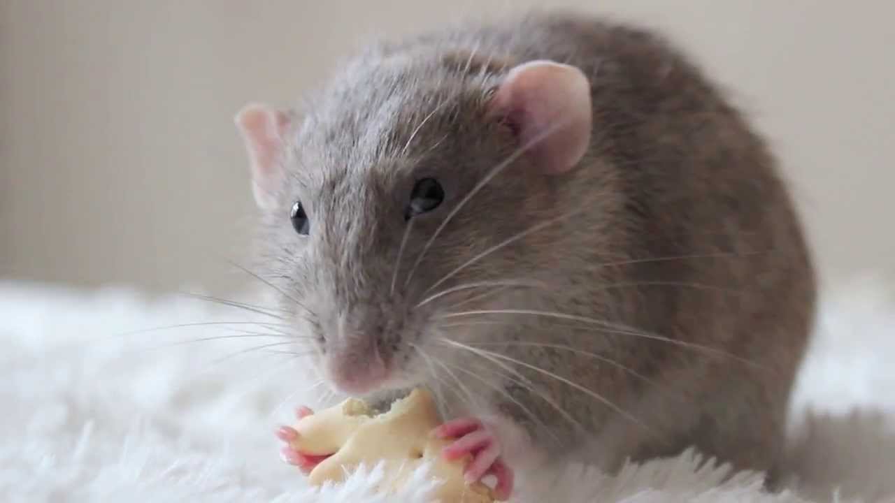 Flynn the rat eating a cracker - YouTube