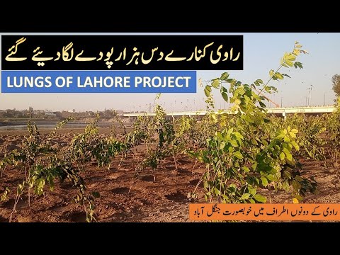Lungs of Lahore project | Park in Ravi river | Ravi river forest | Ravi ...