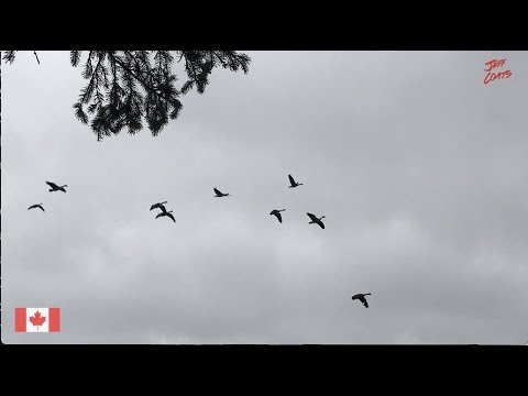 #GooseHunting PEI Goose Hunting with October 24th 2018 Prince Edward ...