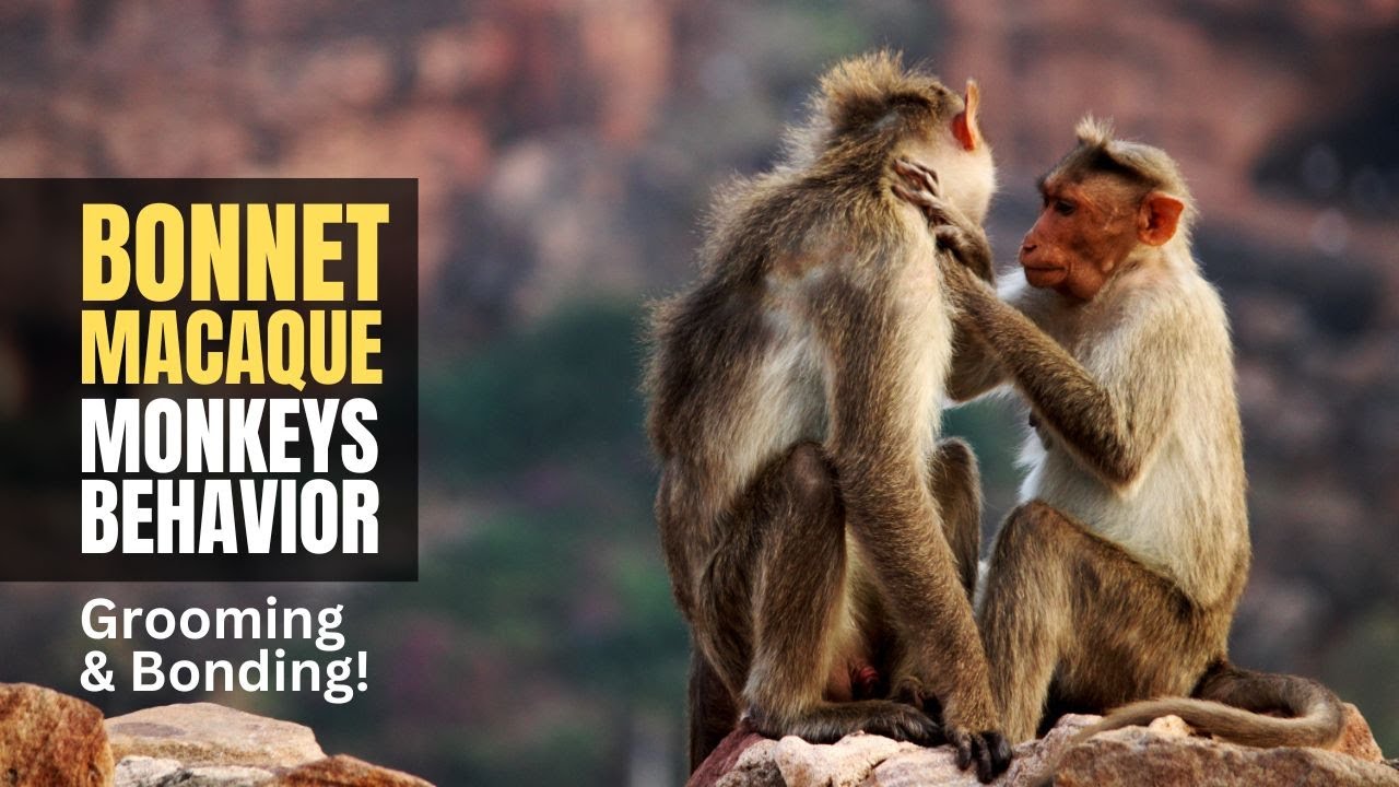 Bonnet Macaque Monkeys Behavior! - YouTube