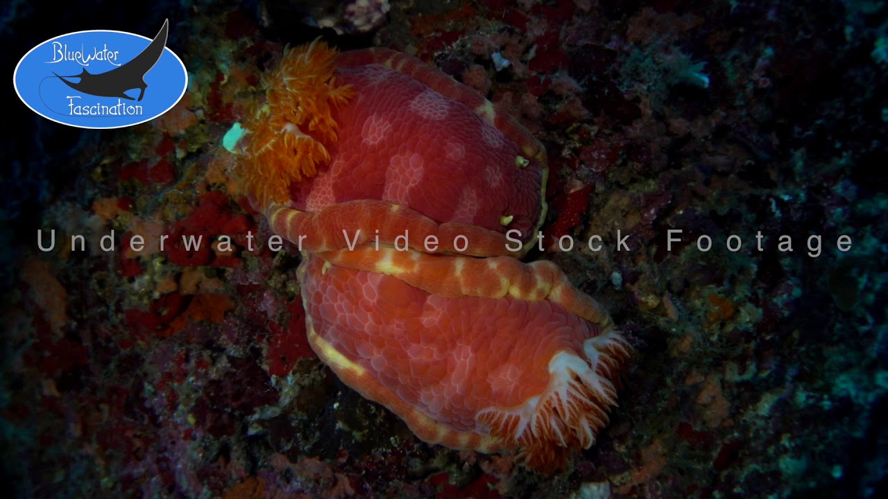 0531_Two large spanish Dancer nudibranch, HD Underwater Video Stock ...