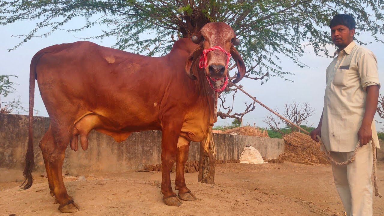 Desi gir cow sale goswami deyri farm Rajasthan kishanghar indoli mo no ...