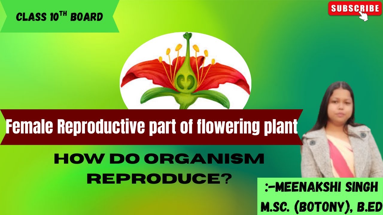 Female Reproductive Part of Flowering Plant | Class 10th # ...
