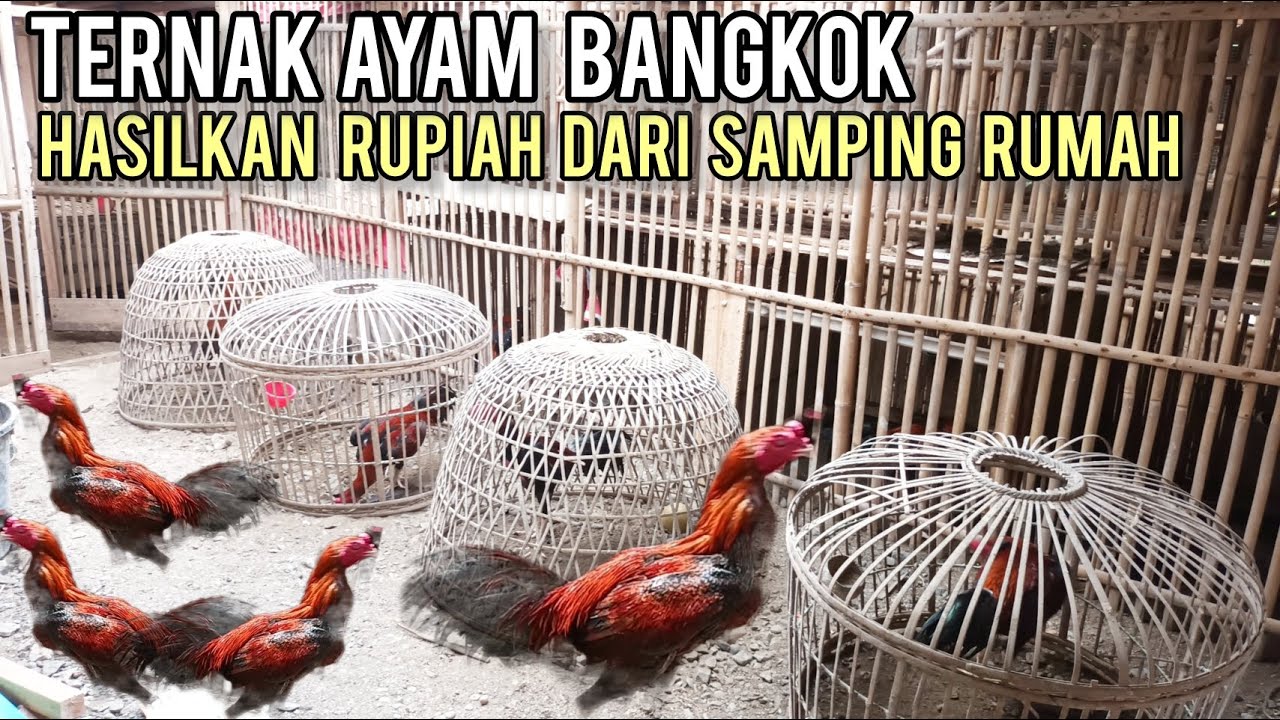 Ternak Ayam Bangkok Skala Rumahan Cukup Menguntungkan, Hasilkan Rupiah Dari Samping Rumah - YouTube