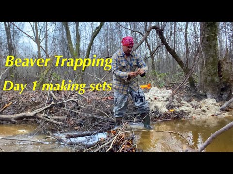 Beaver Trapping , day 1 setting traps - YouTube