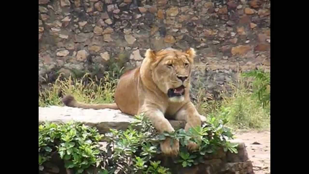 2011 Congo - Lubumbashi, Visite du Zoo, Les Lions - YouTube