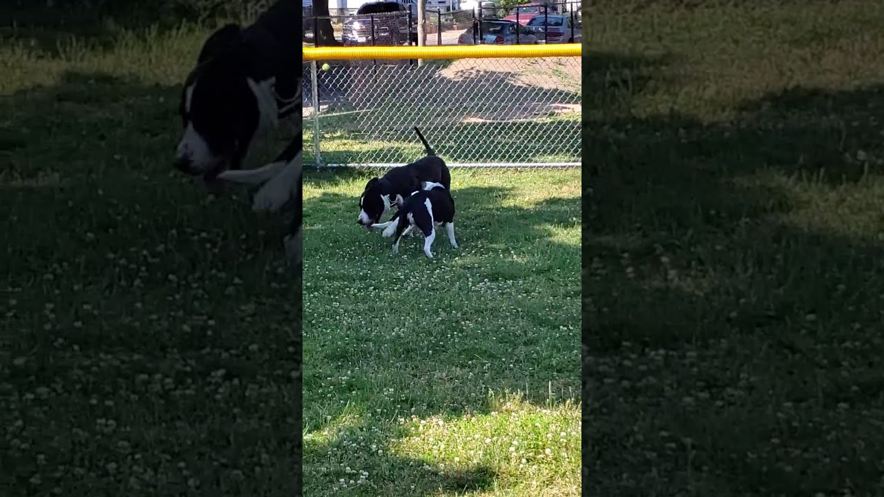 Puppy's coming soon - YouTube
