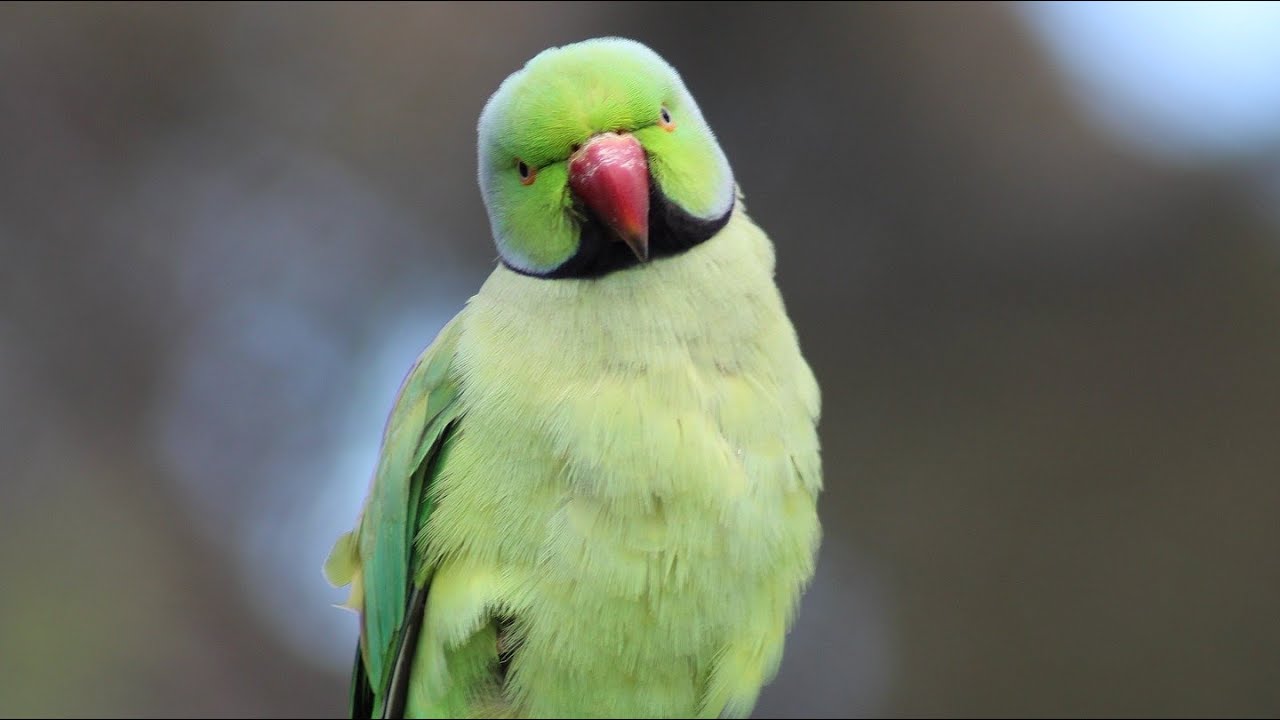 Ring Neck Green parrot - YouTube