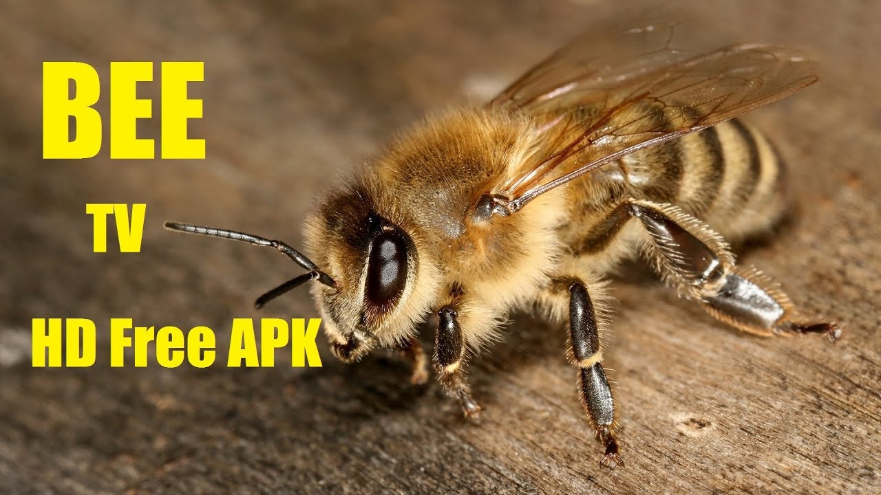EXCLUSIVE NEW BEE TV APK ! - YouTube