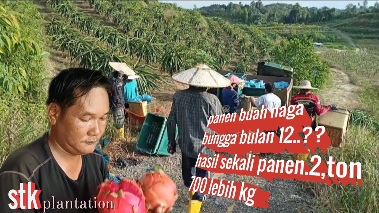 begini rupa nya petani panen buah sekali panen 2 ton - YouTube