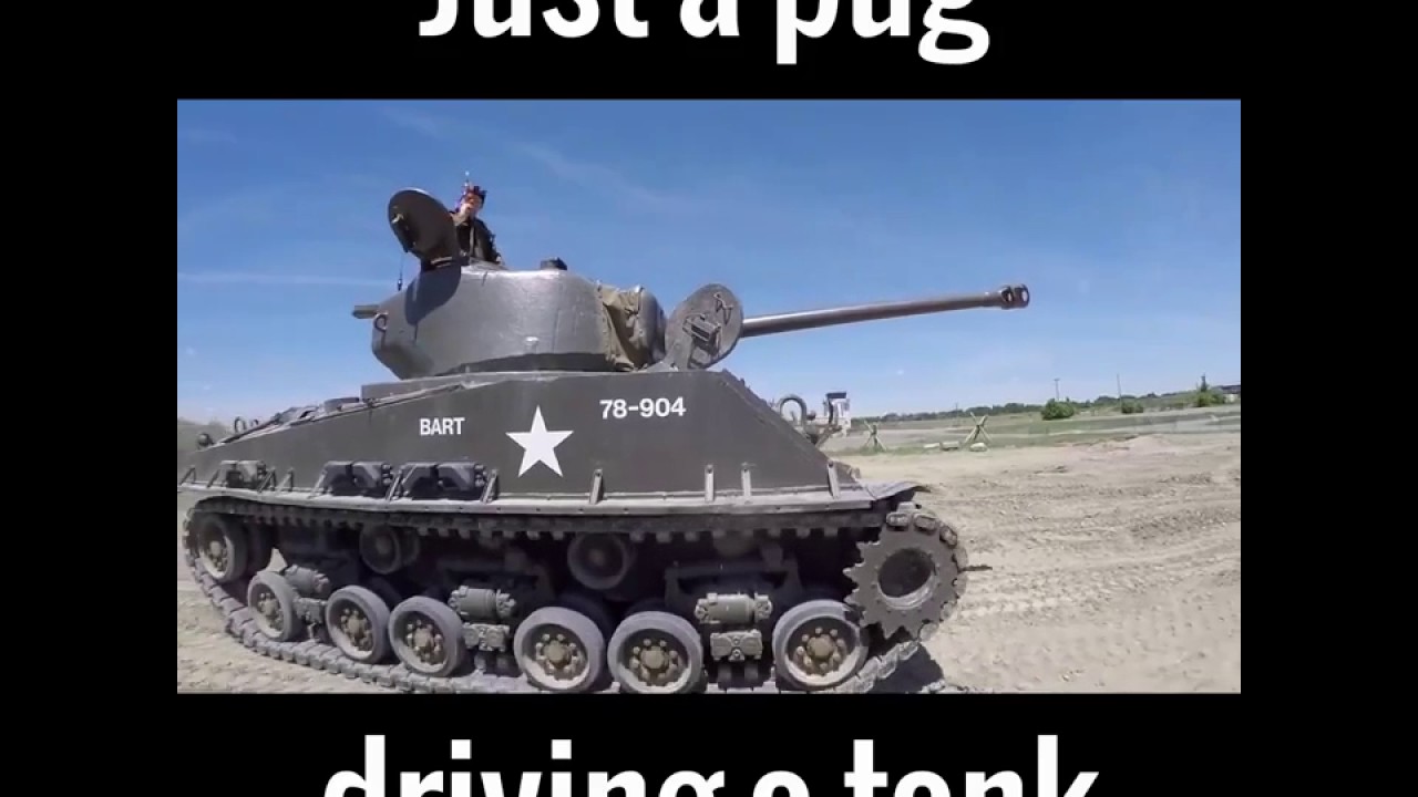 Pug Driving A Tank - YouTube