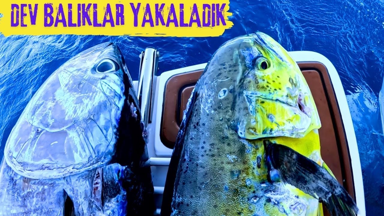 Dev Lambuka Yakaladık - Balık Avı - Dorado Tuna Fishing - YouTube