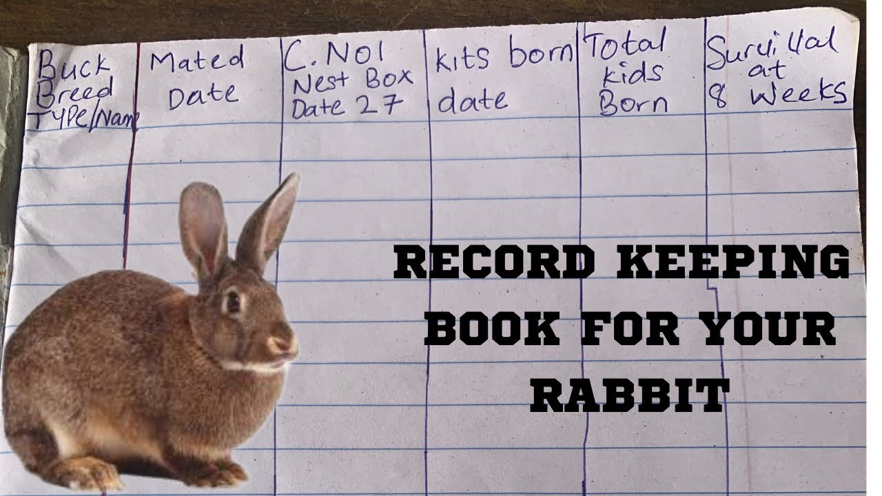 Rabbits farming || how to make a record keeping book for your rabbit ...