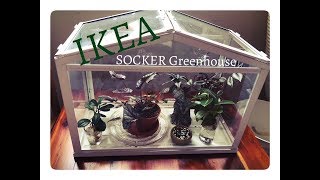 IKEA SOCKER Greenhouse | Review &  Plants I Have Growing Inside :)
