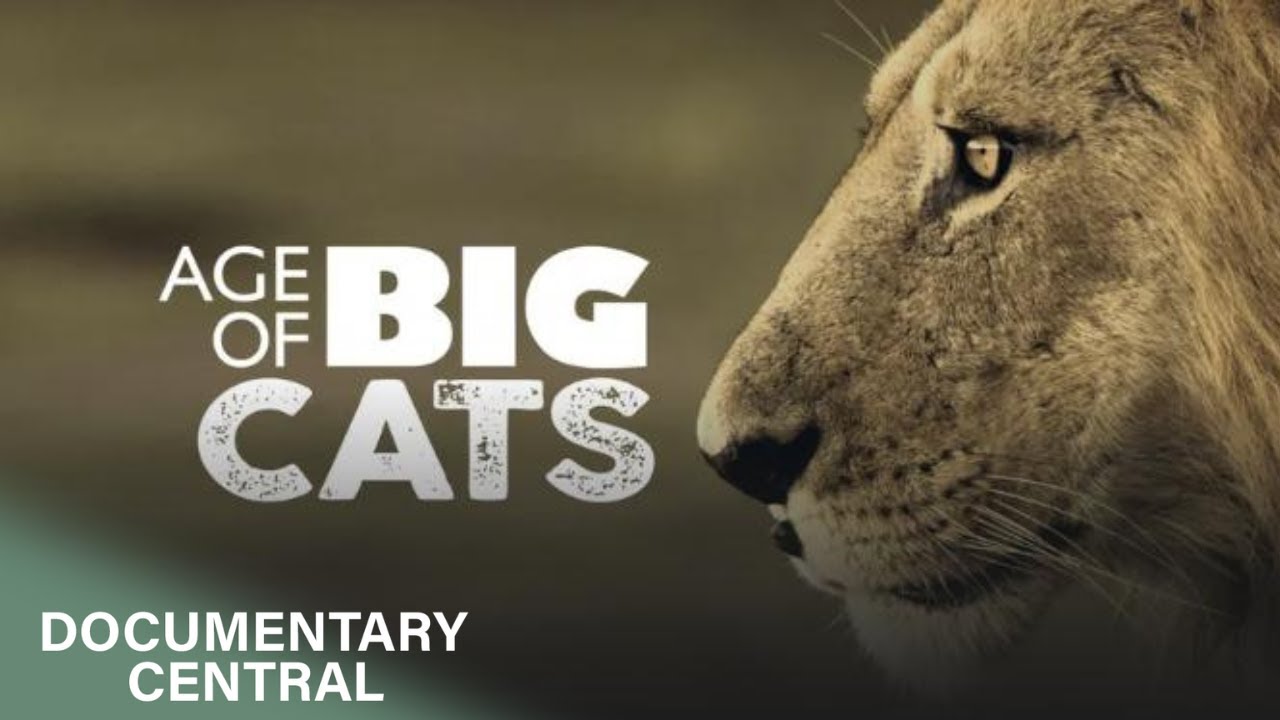 The Evolution of Cats | The Age of Big Cats | EP 1 | Documentary ...