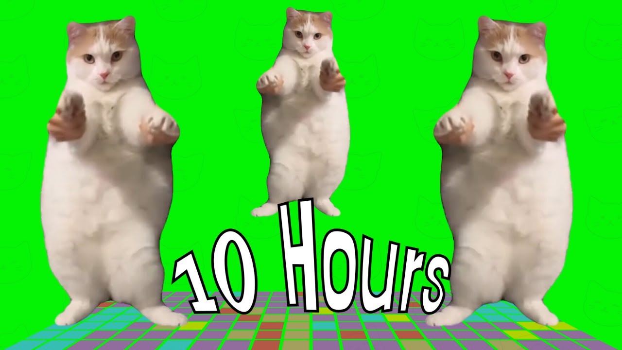 Cat Dancing to EDM 10 Hours - YouTube