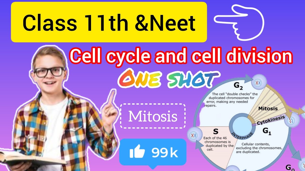 cell cycle and cell division one shot (mitosis) |ncert|line to line ...