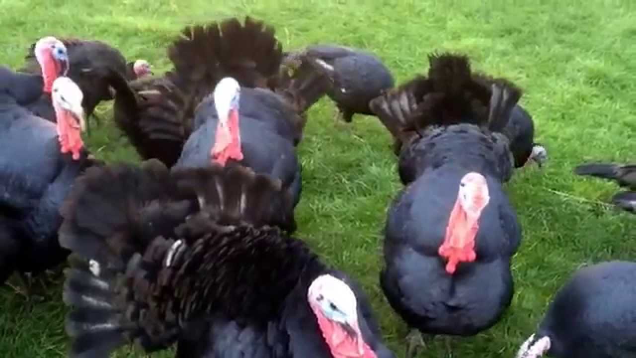 Macaroni Blacks - Traditional Organic Norfolk Black Turkeys 2014 - YouTube