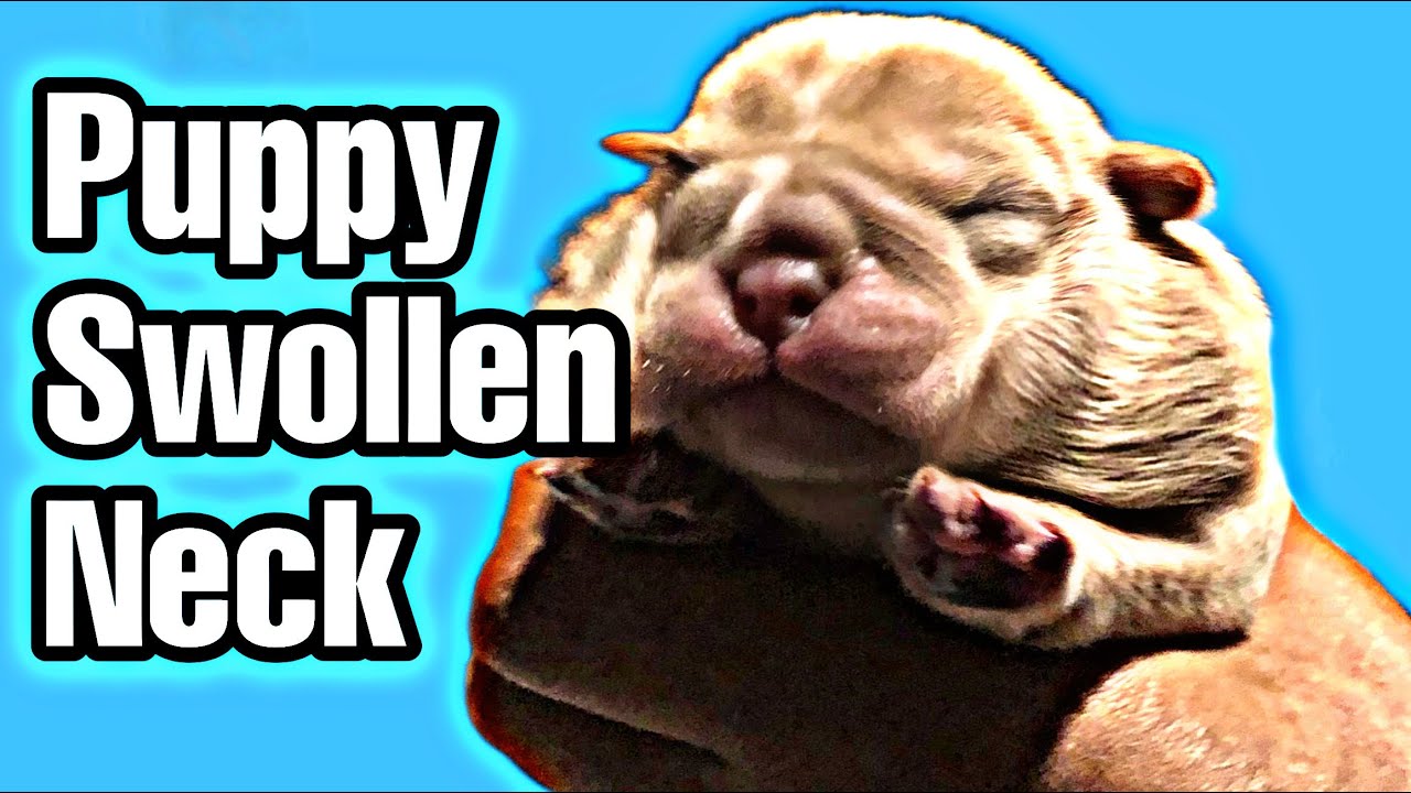 Fix Newborn puppy with swollen neck - YouTube