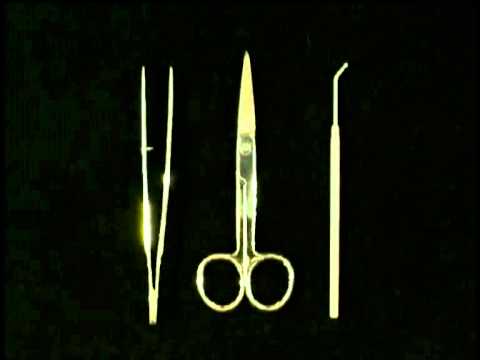 Rat Dissection Part 5 - Dissecting Instruments - YouTube