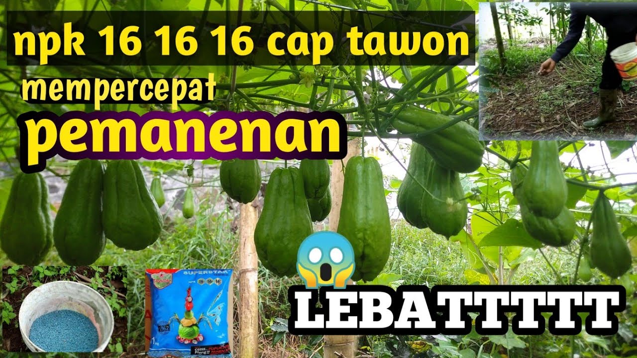 budidaya labu siam,pemupukan npk 16-16-16 - YouTube